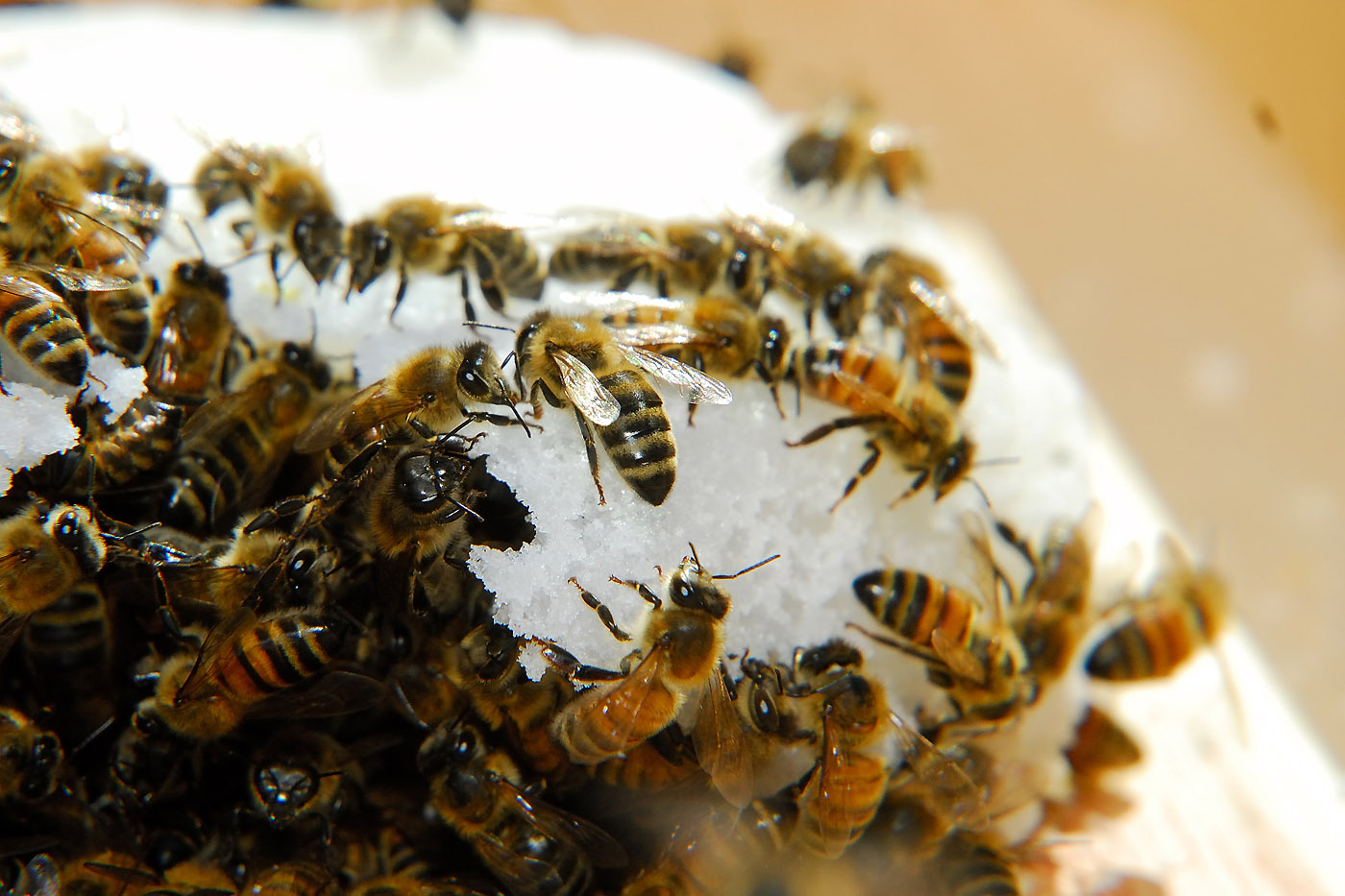 Honey Bees | Curbstone Valley