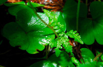 Goldback Fern (Pentagramma triangularis ssp. triangularis) | Curbstone ...