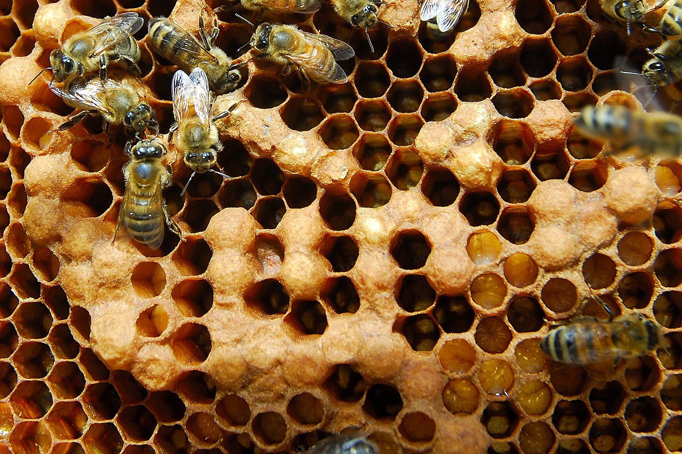 Honey Bees | Curbstone Valley