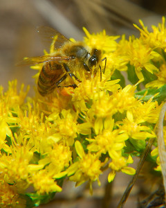 Bad Bee-havior: The Nectar Robbers | Curbstone Valley